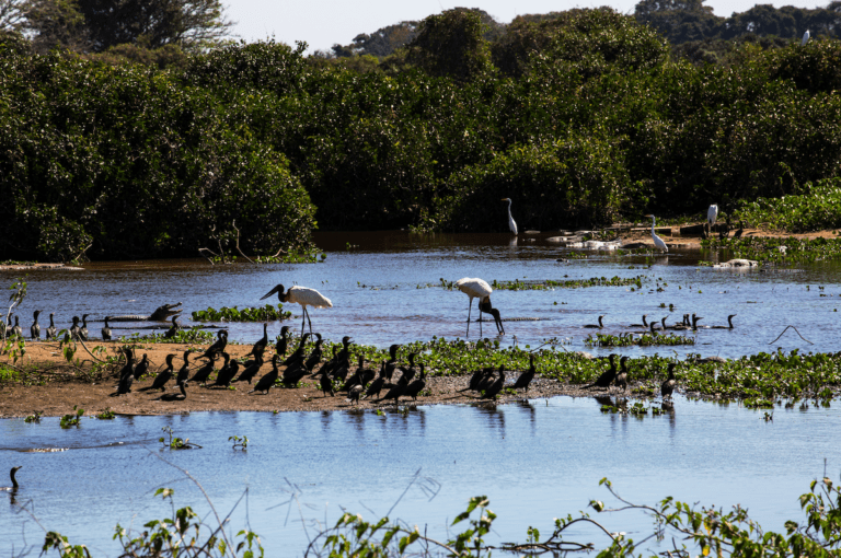 Pantanal Norte O Que Fazer Onde Se Hospedar E Dicas